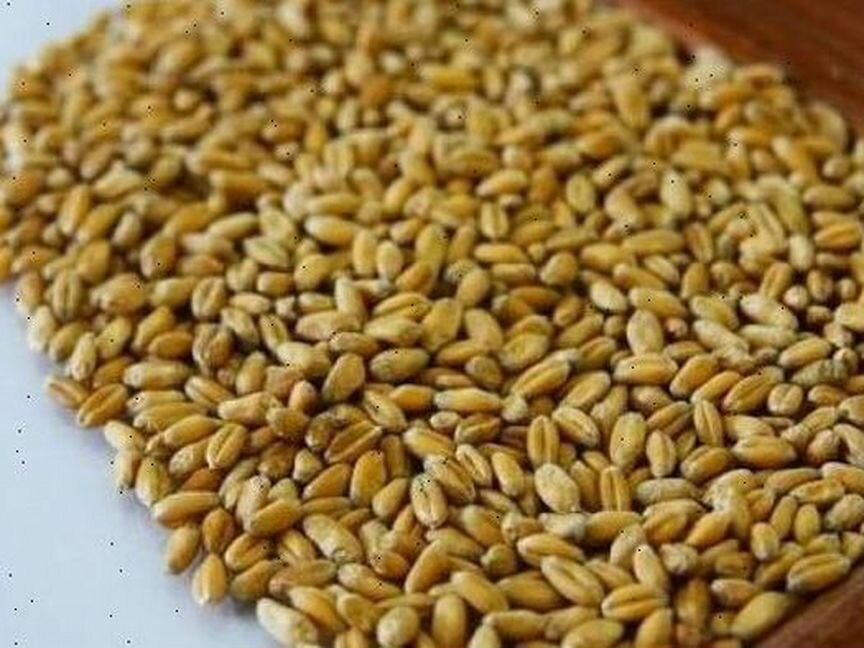 Пшеница, овес, ячмень