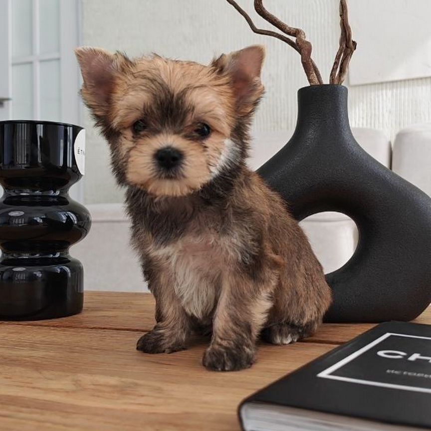 Йоркширский терьер, щенок