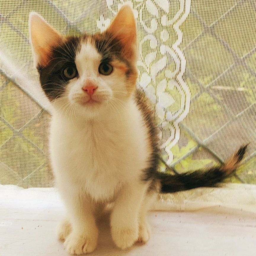 Котёнок в добрые руки