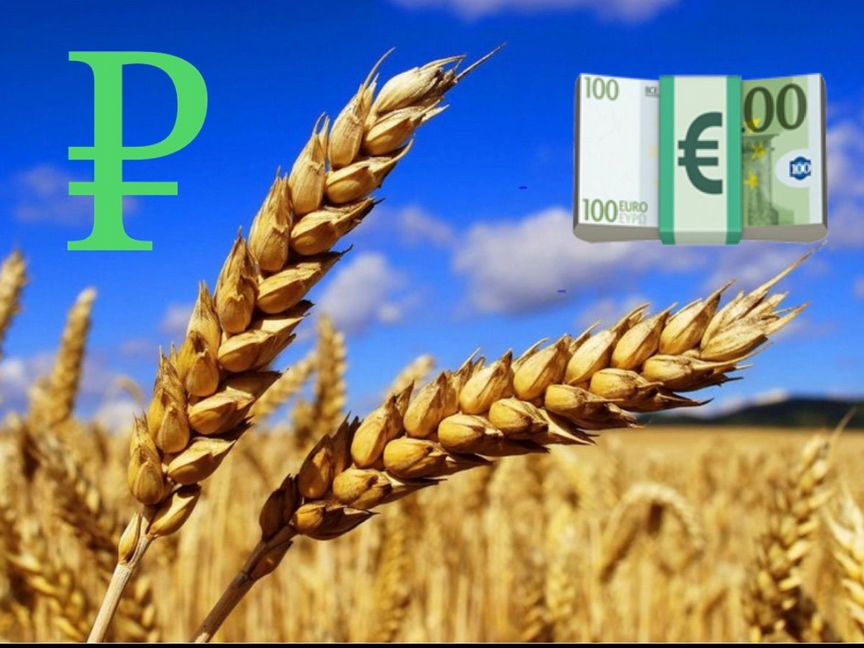 Пшеница 3 класс