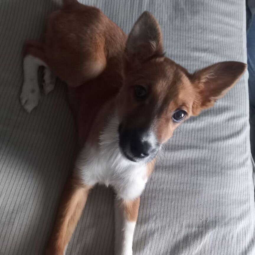 Щенок в добрые руки