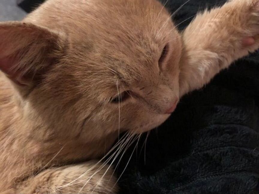 Котик ищет дом