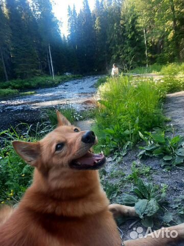 Карело финская лайка, кабель для вязки