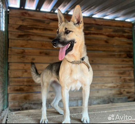 Собака Звездочка в добрые руки