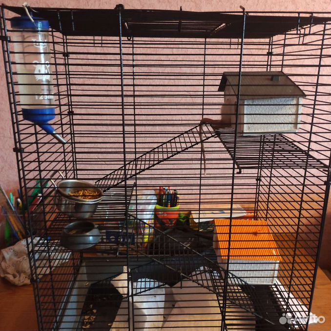 Крыски бесплатно