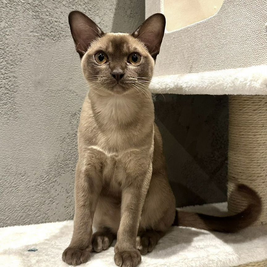 Европейский бурманский котёнок