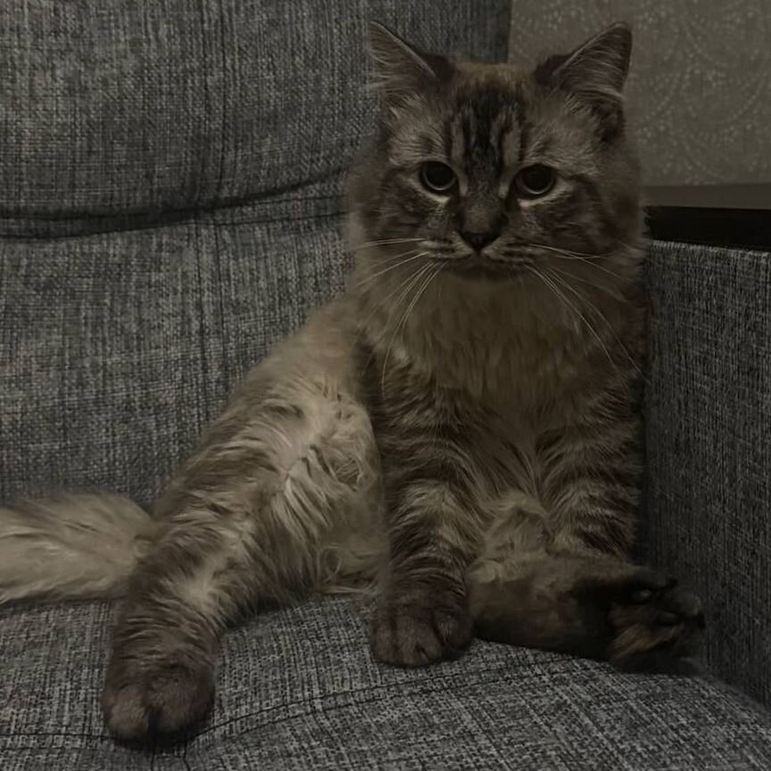 Сибирский котёнок