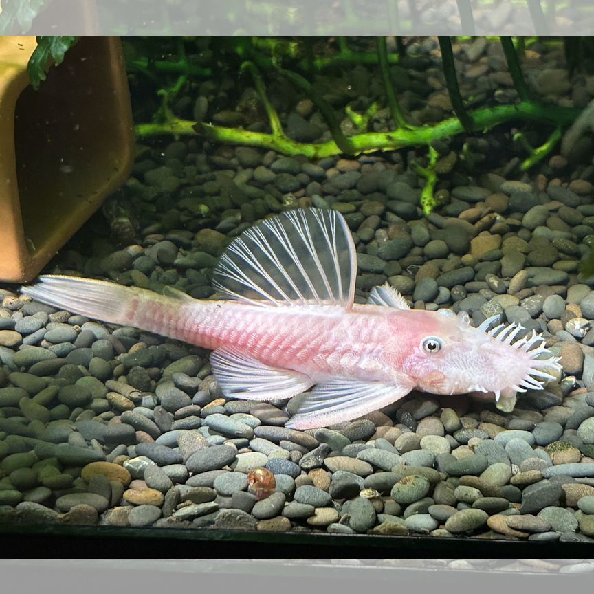 Анциструс l144 snow white