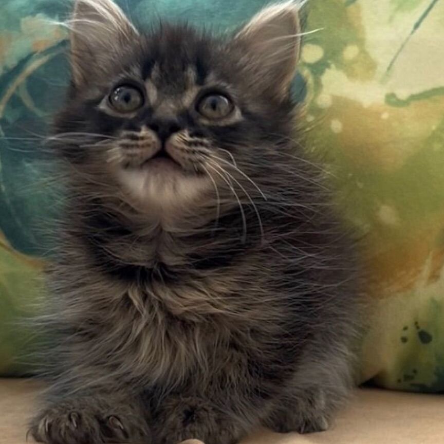 Сибирский котёнок