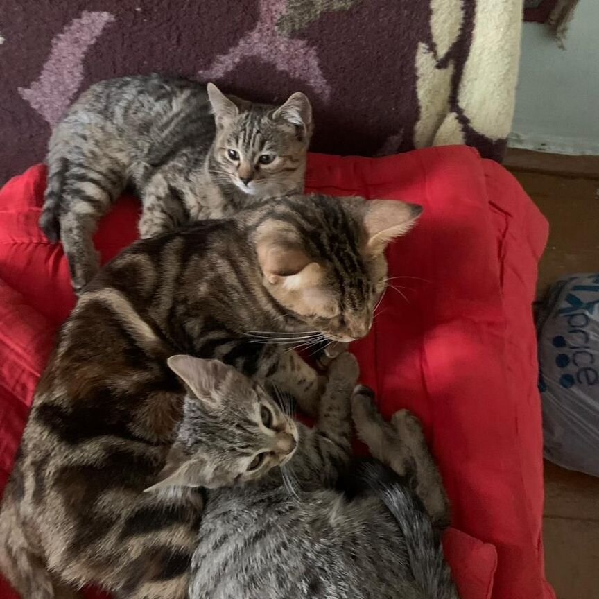Котята-бенгалы в дар