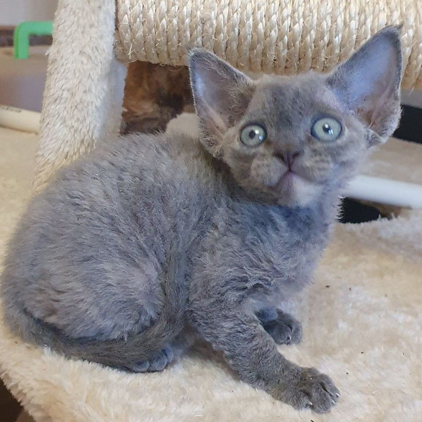 Красавица кучеряшка