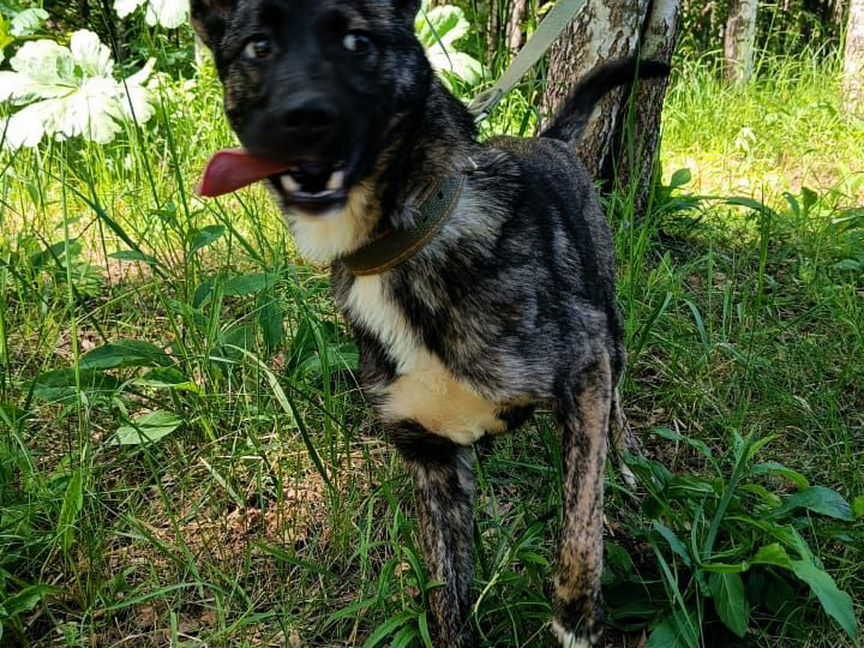 Бесплатно собака Лютик