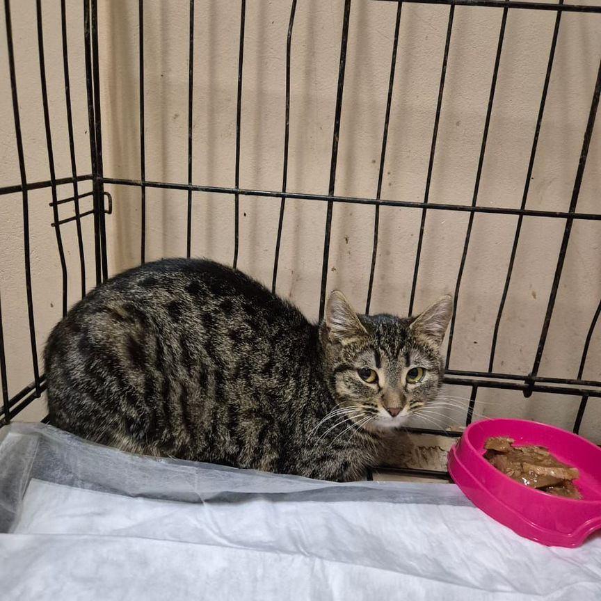 SOS кошечке нужен дом