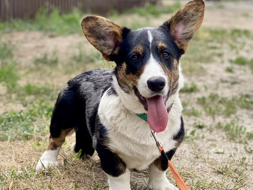 Вельш корги кардиган щенок