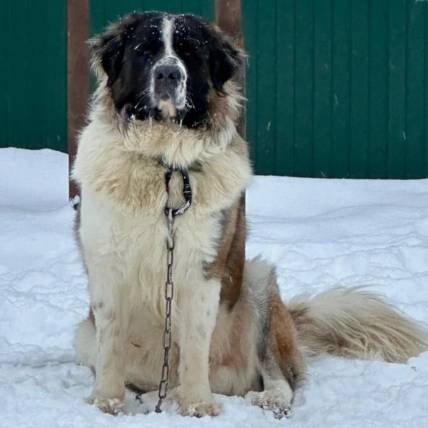Московская сторожевая в добрые руки