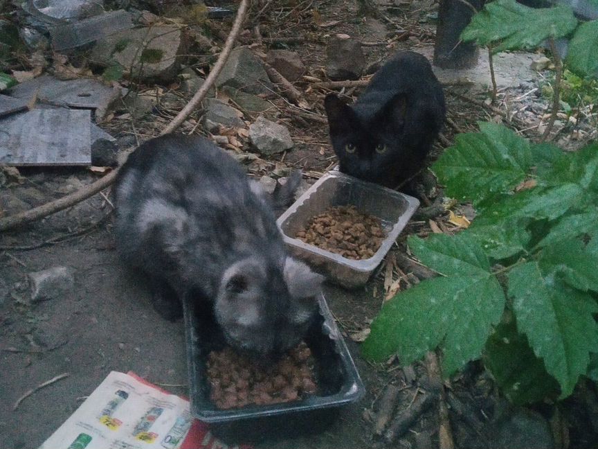 Котята подростки на улице пропадают