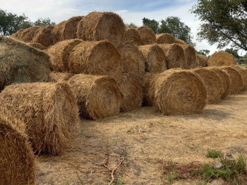 Солома в рулонах горохово-овсяная