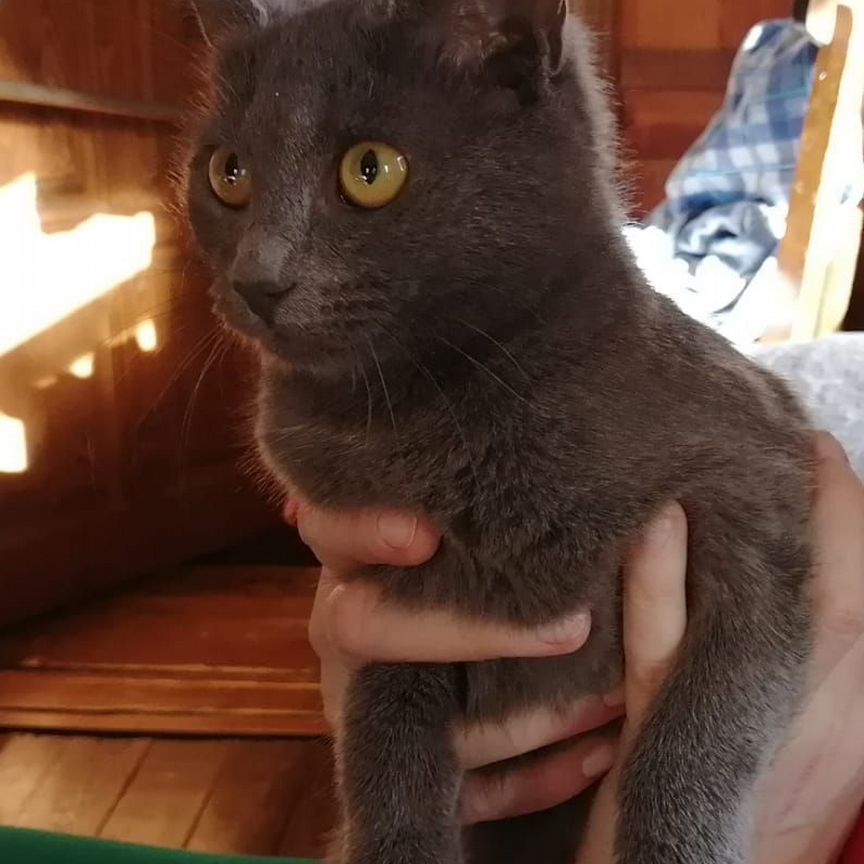 Голубой котенок ищет дом