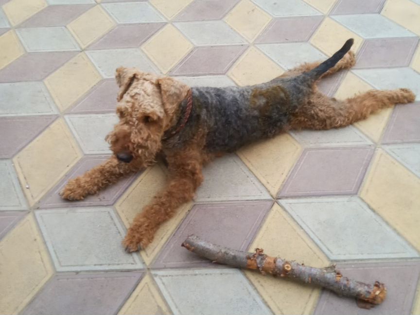 Вельштерьер