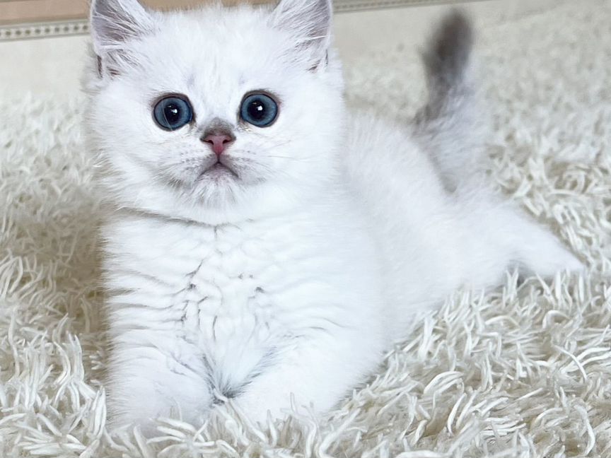 Белоснежный мальчик в окрасе ns1133