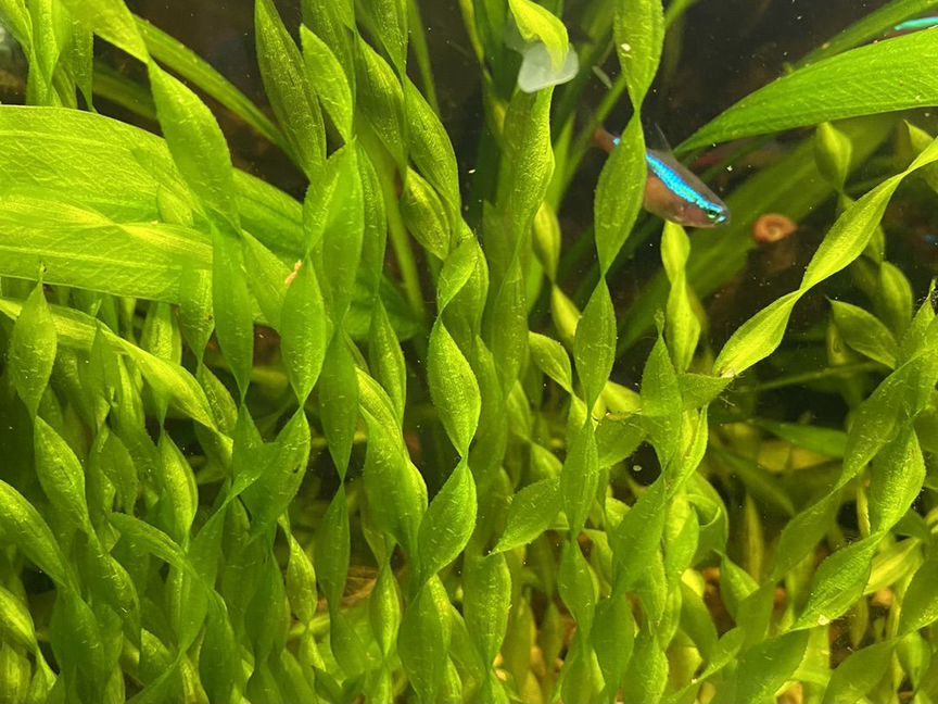 Аквариумное растение валлиснерия