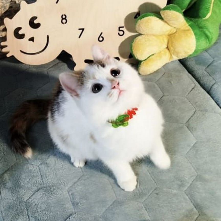 Котенок