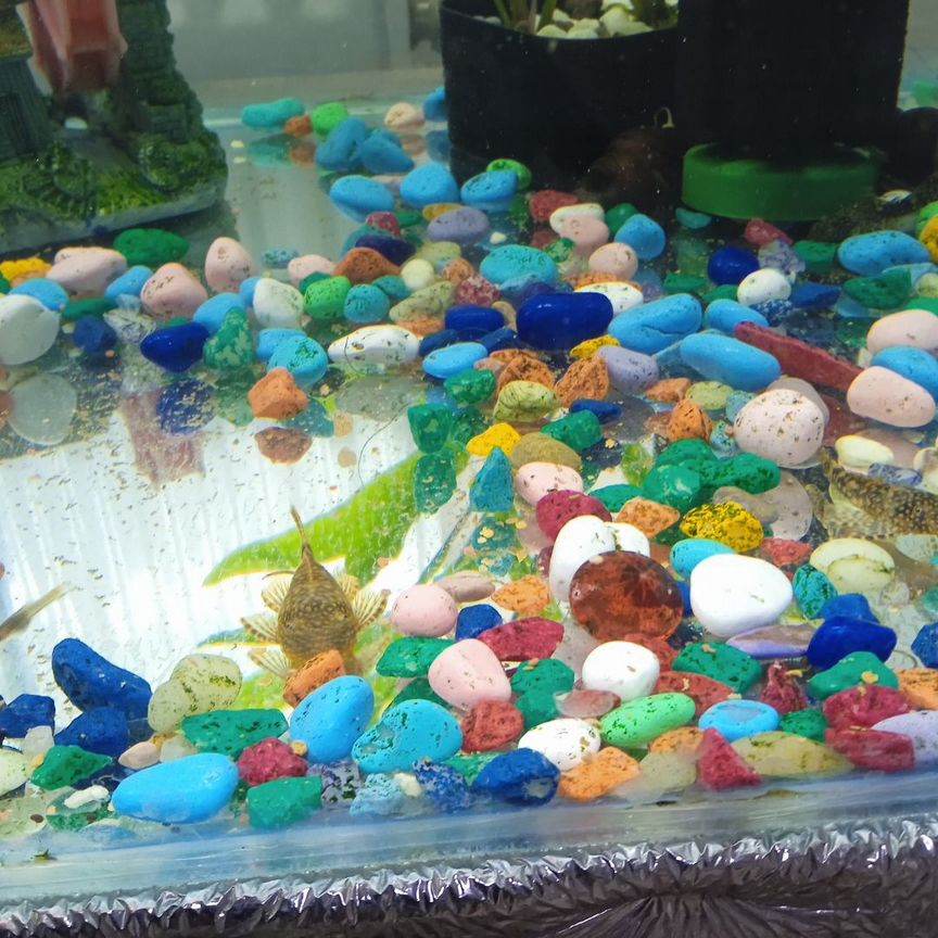 Аквариумные рыбки