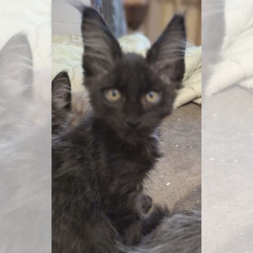 Котёнок от частного владельца