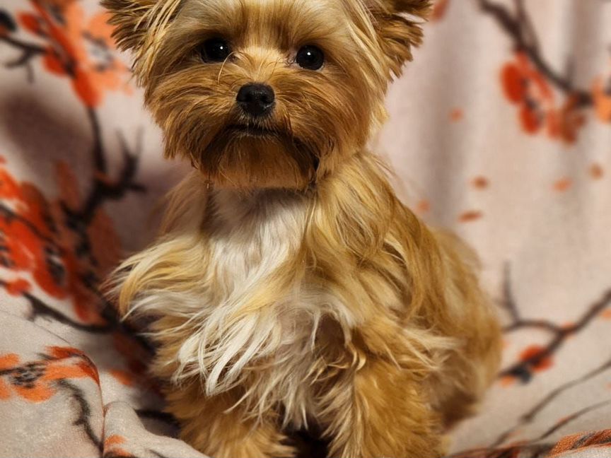 Суперминичка золотая йорочка