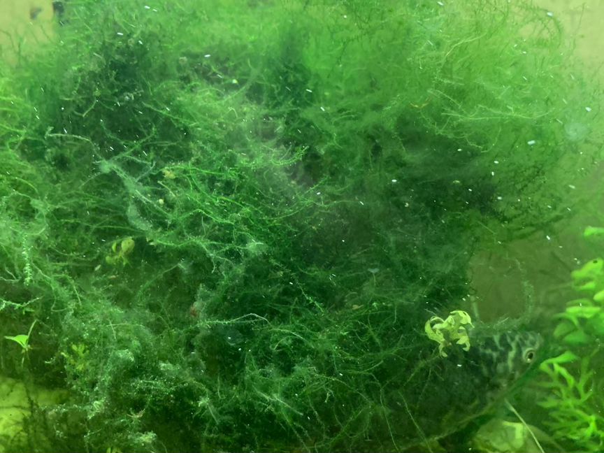 Мох для аквариума яванский