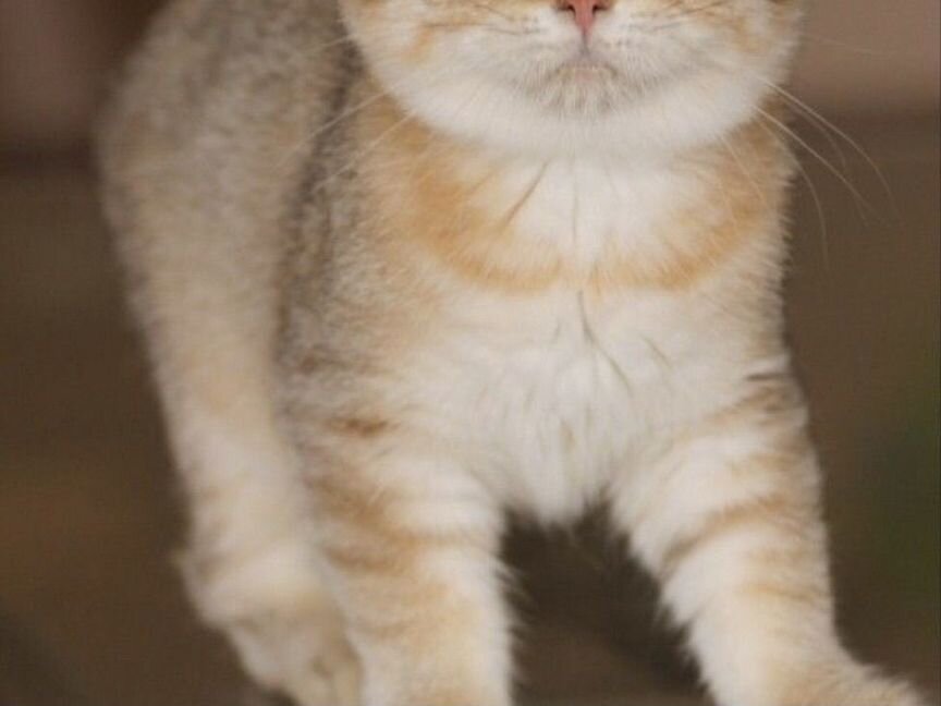 Золотая шиншилла