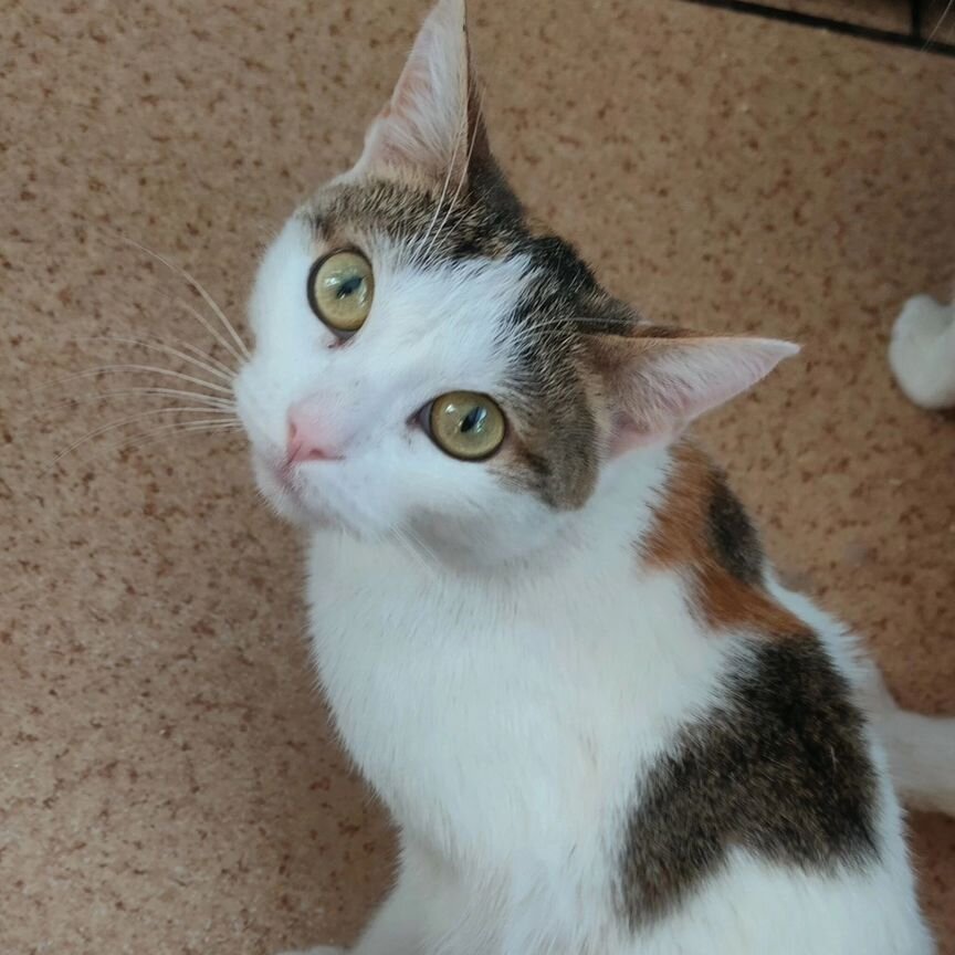 Кошка в добрые руки