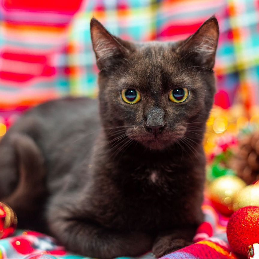 Котенок