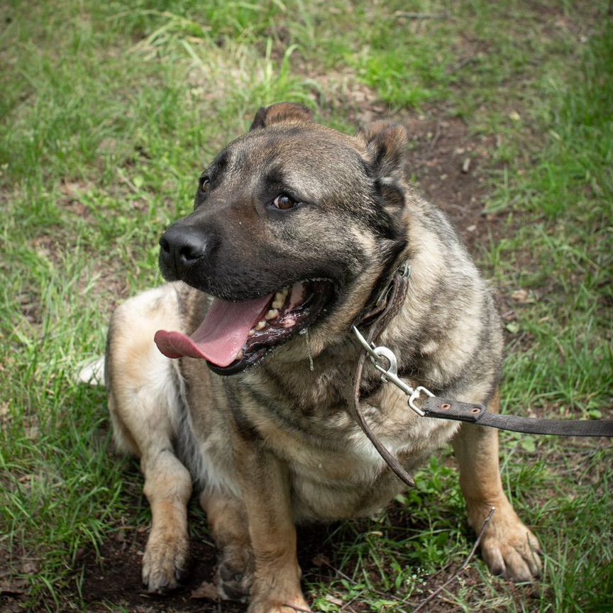 Цезарь из приюта