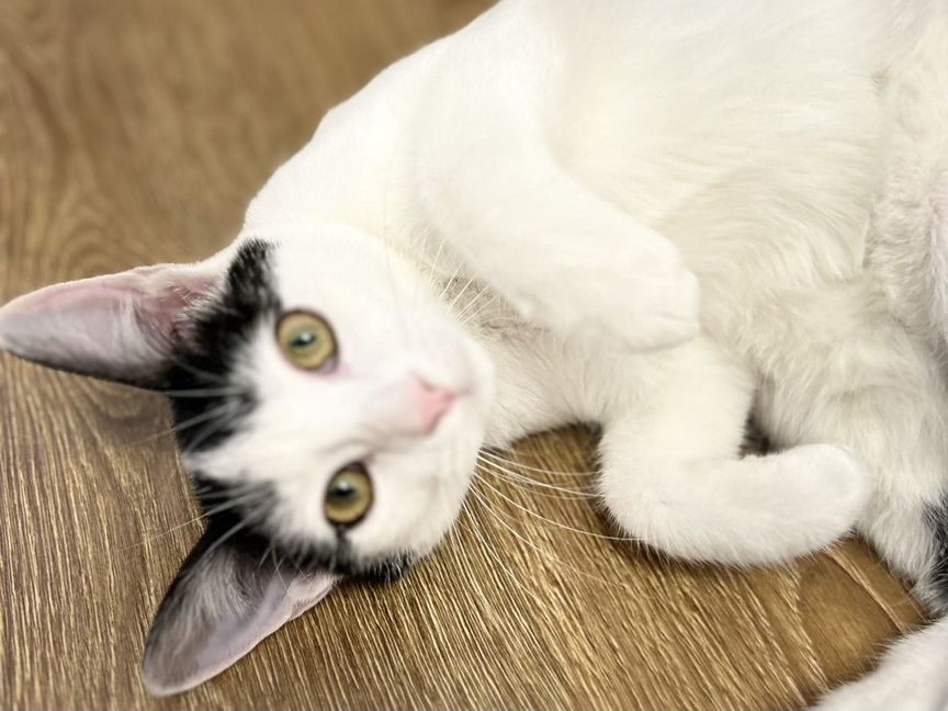 Ленни Котенок девочка приученный к лотку