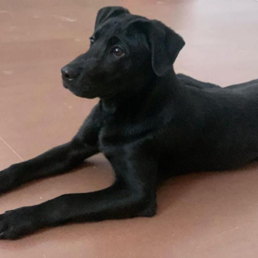 Лабрадор девочка 6месяц (умнейшая красотка)