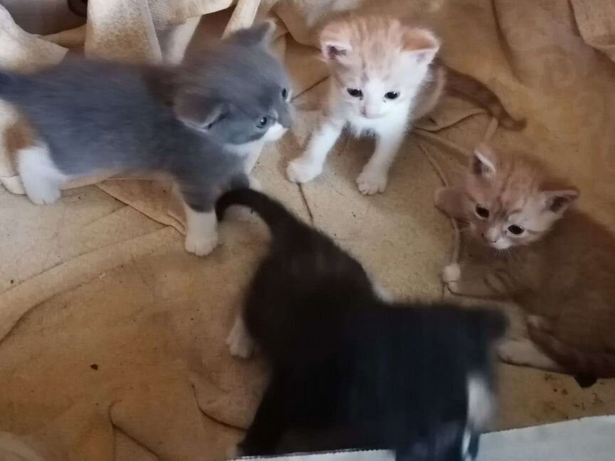 Кошка в дар бесплатно