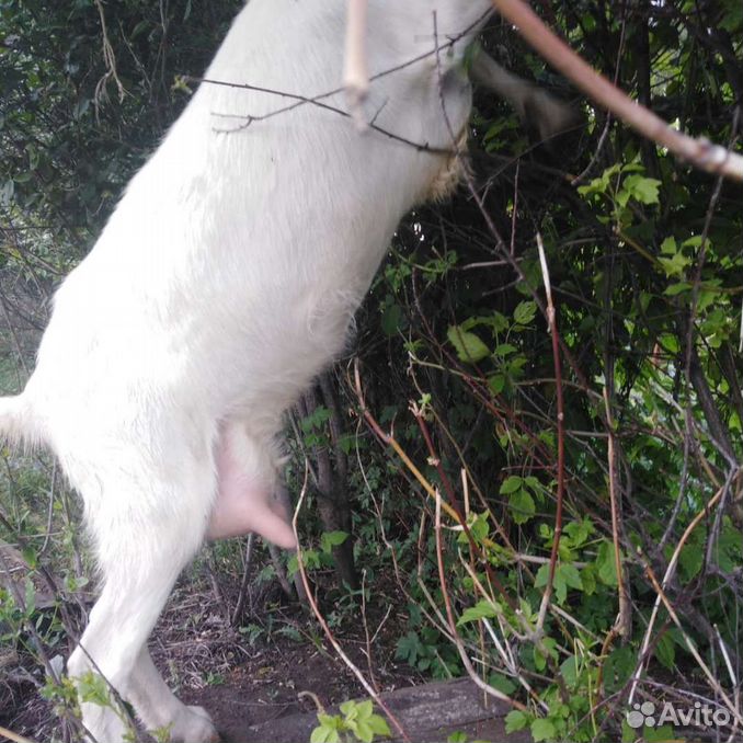 Зааненская дойная коза