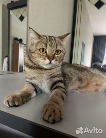 Шотландская кошка бесплатно