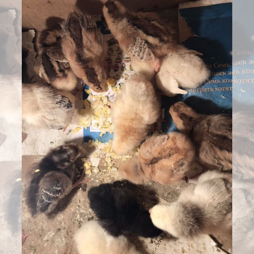 Цыплята несушки