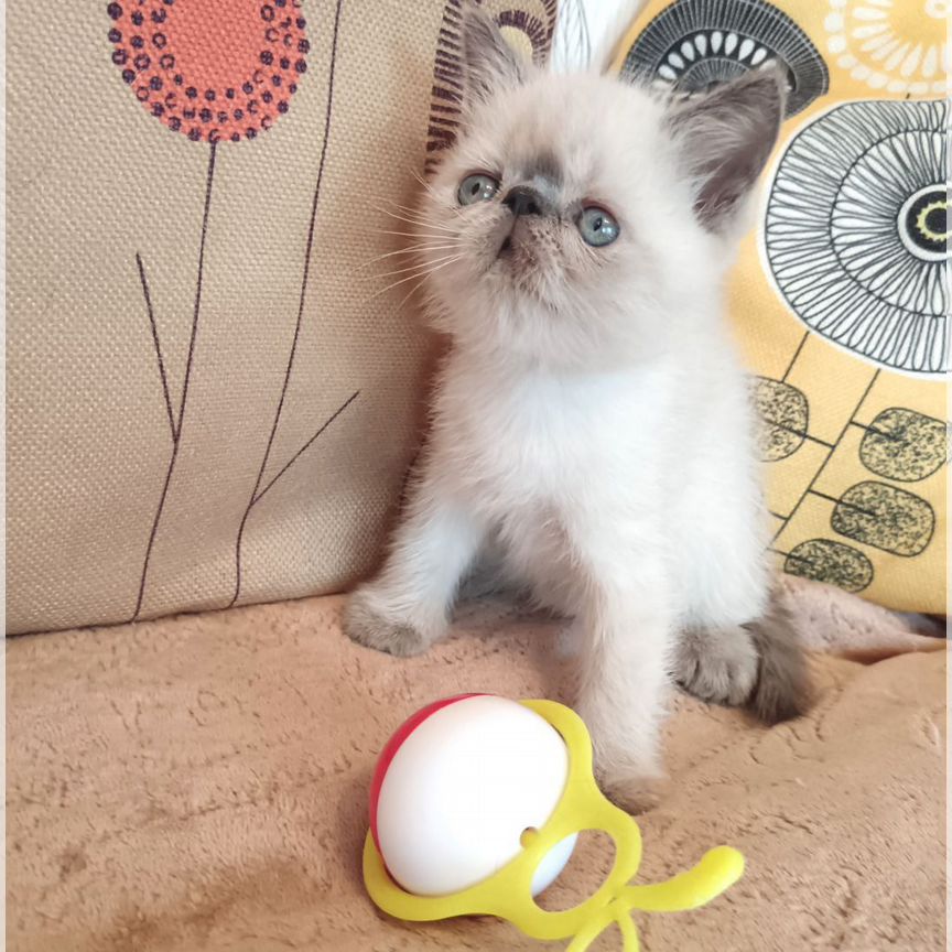 Экзотический короткошёрстный котёнок