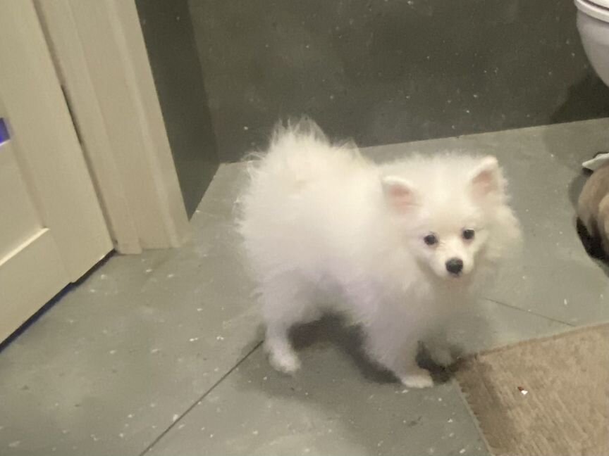 Немецкий шпиц