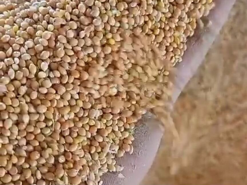 Просо желтое