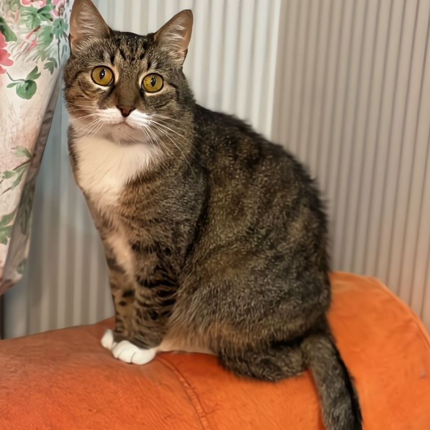 Взрослая кошка в добрые руки