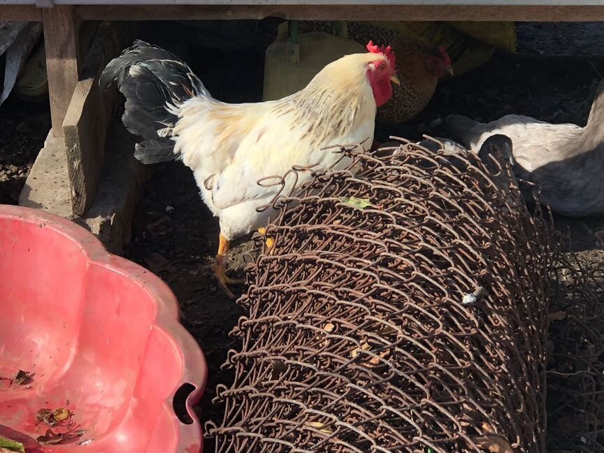 Петух Адлерский серебристый мини