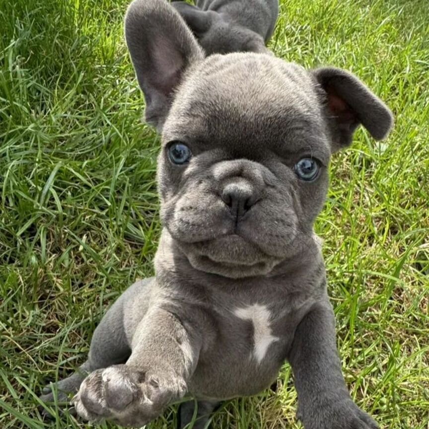 Французский бульдог щенки голубой солид