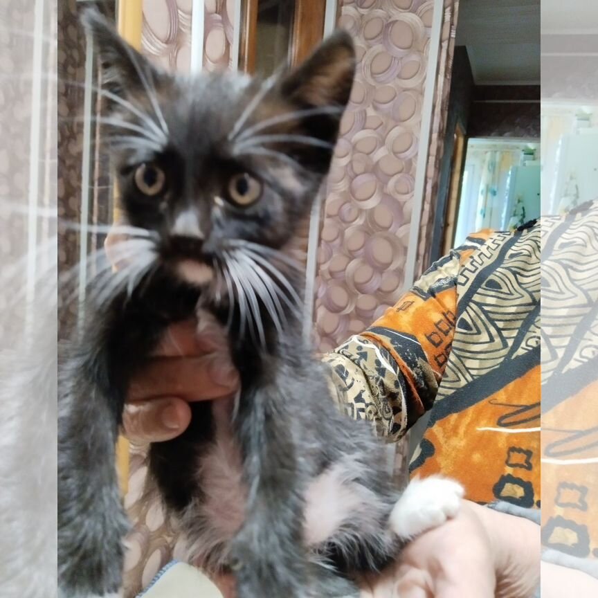 Котёнок в добрые руки