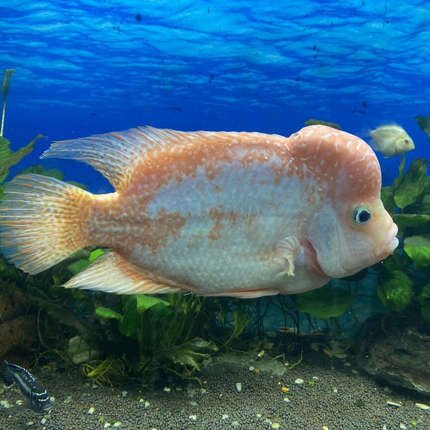 Аквариумные рыбки цихлиды