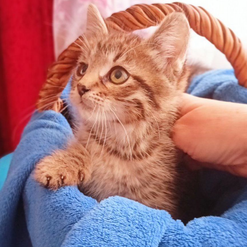 Мальчик тигрового окраса 1,5мес