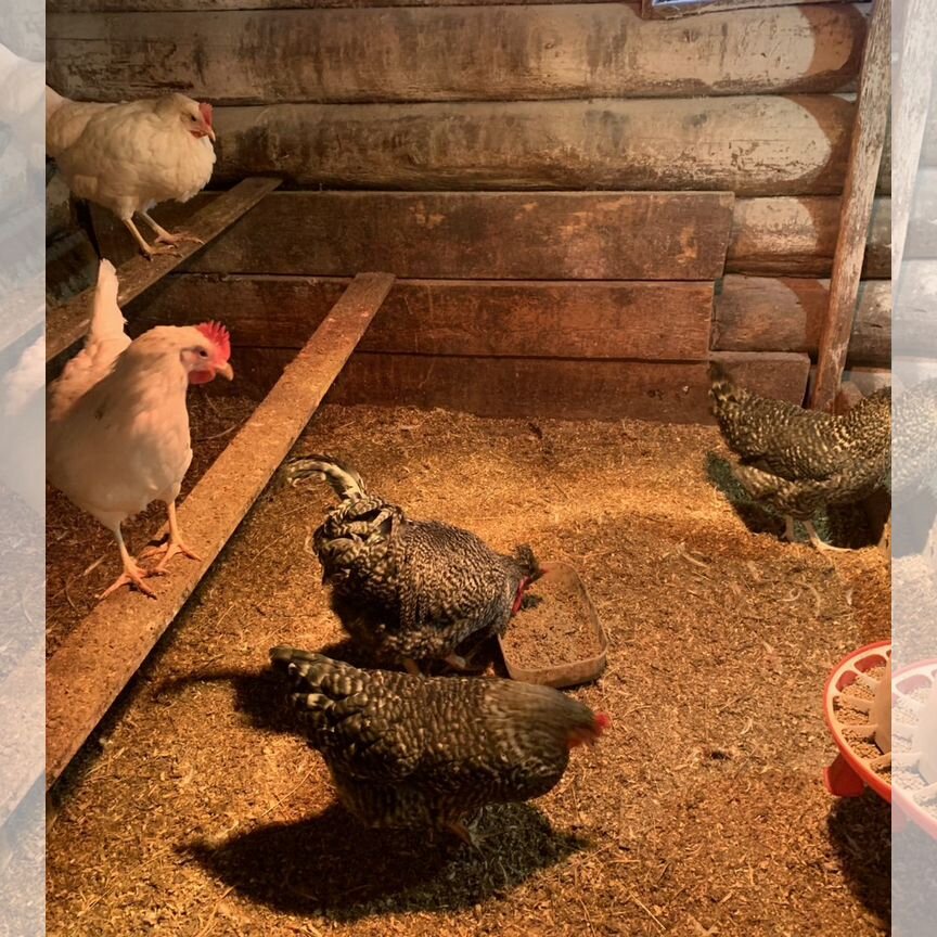 Молодые петухи домашние